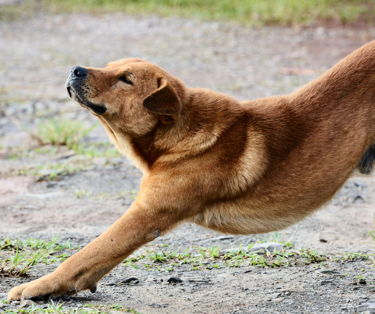 4 Easy Warm Up Exercises for your Dog for Canine Fitness